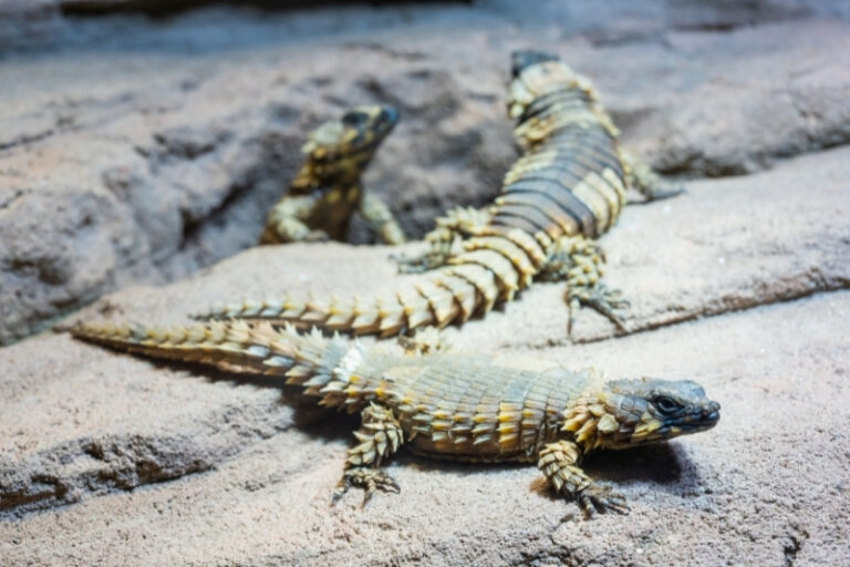 10 Animals With Spikes - Online Field Guide