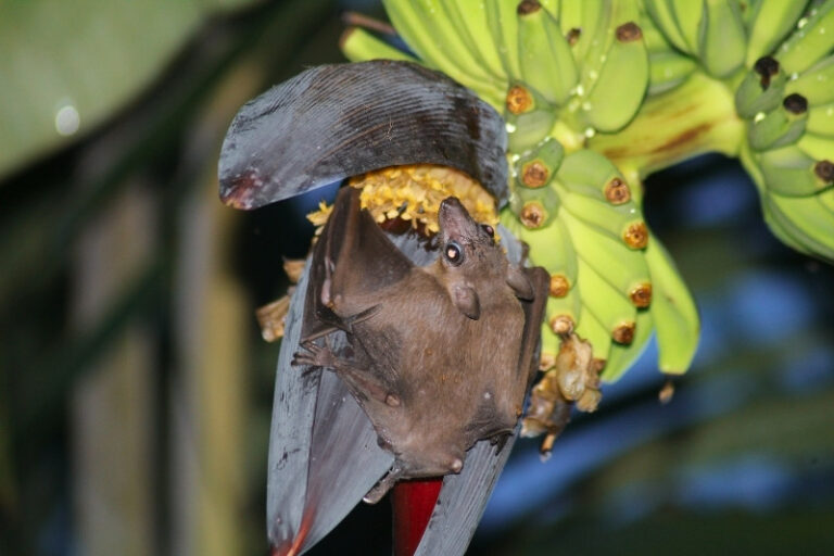 10 Animals That Eat Flowers - Online Field Guide