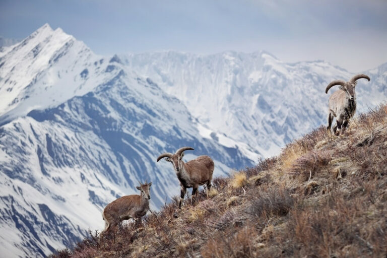 10 Animals That Hop And Jump - Online Field Guide