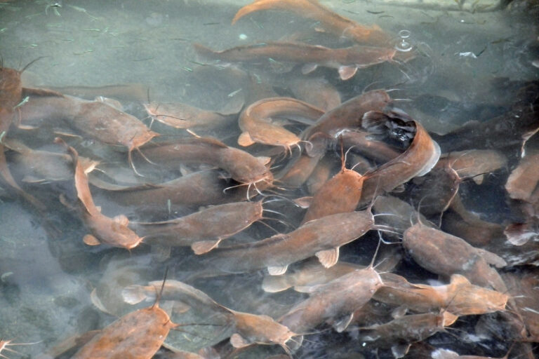 25 Animals That Live In Lakes - Online Field Guide
