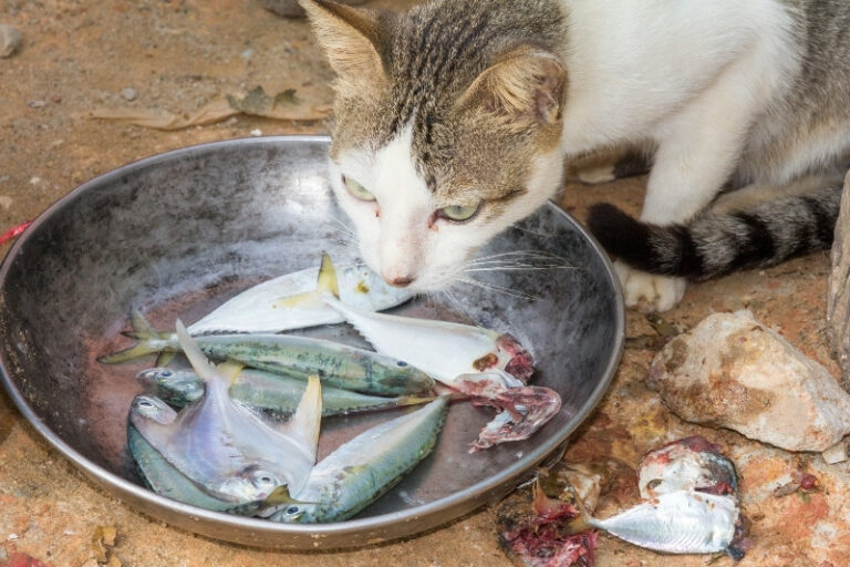 20 Animals That Eat Fish - Online Field Guide