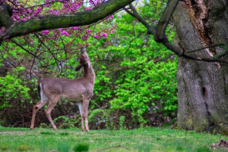 10 Animals That Eat Flowers - Online Field Guide