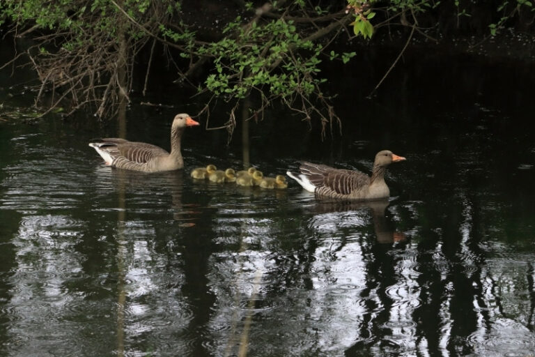 25 Animals That Live In Lakes - Online Field Guide