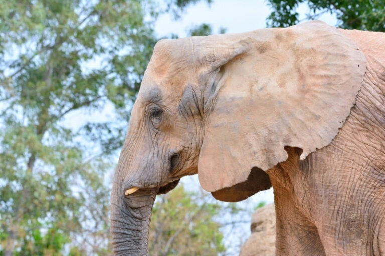 10 Animals With Big Lips - Online Field Guide