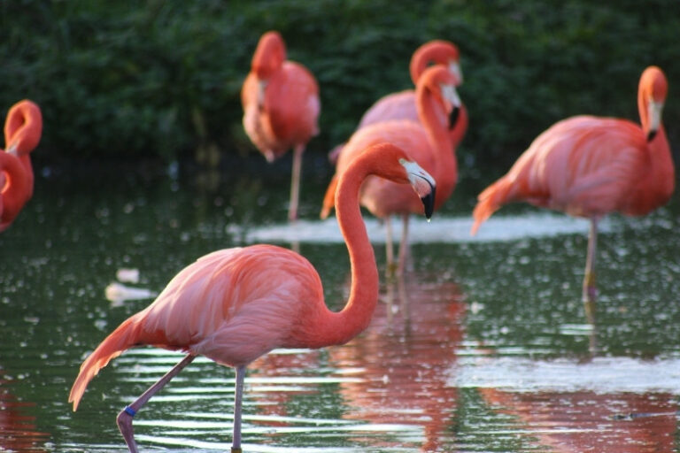 20 Animals That Eat Fish - Online Field Guide
