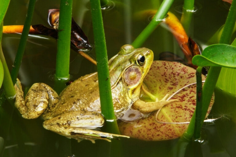 10 Animals That Don't Have Tails - Online Field Guide