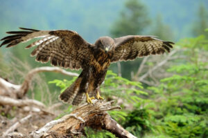 20 Animals That Live In The Forest (With Pictures) - Online Field Guide