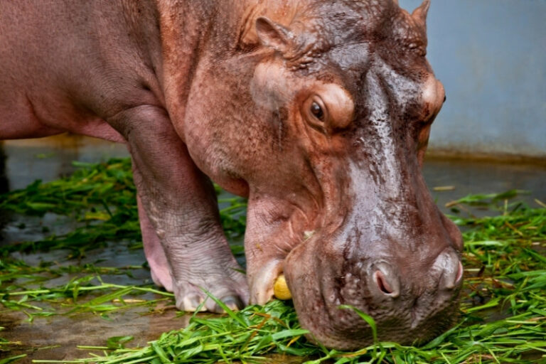 The 10 Animals With The Strongest Bite In The World - Online Field Guide