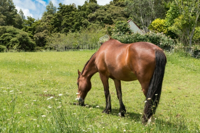 10 Animals That Only Eat Plants (Herbivores) - Online Field Guide