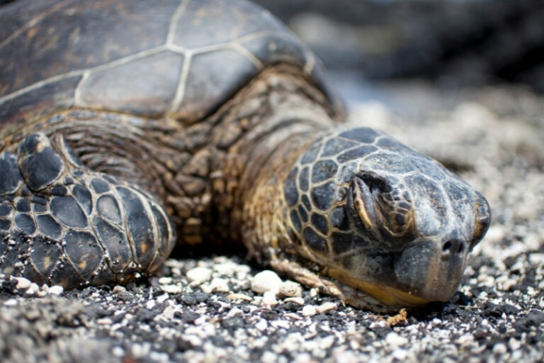 How Do Turtles Sleep? - Online Field Guide