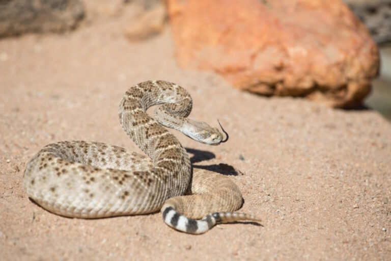 How Fast Is A Rattlesnake Strike In Mph And Kmph? - Online Field Guide