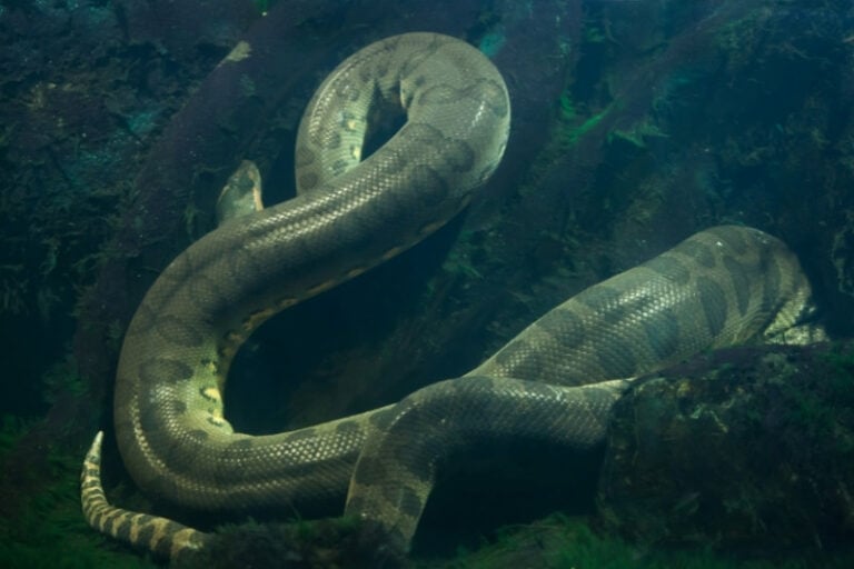 Animals That Eat Alligators - Online Field Guide