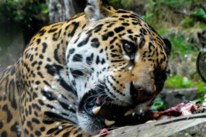 The 10 Animals With The Strongest Bite In The World - Online Field Guide