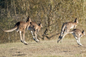 10 Animals That Hop And Jump - Online Field Guide
