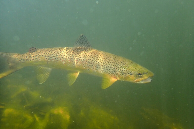 25 Animals That Live In Lakes - Online Field Guide