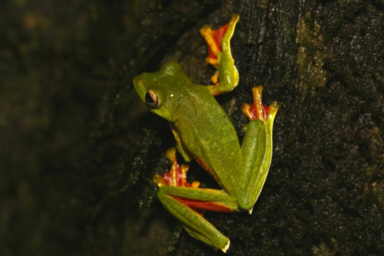 10 Animals Only Found In India - Online Field Guide