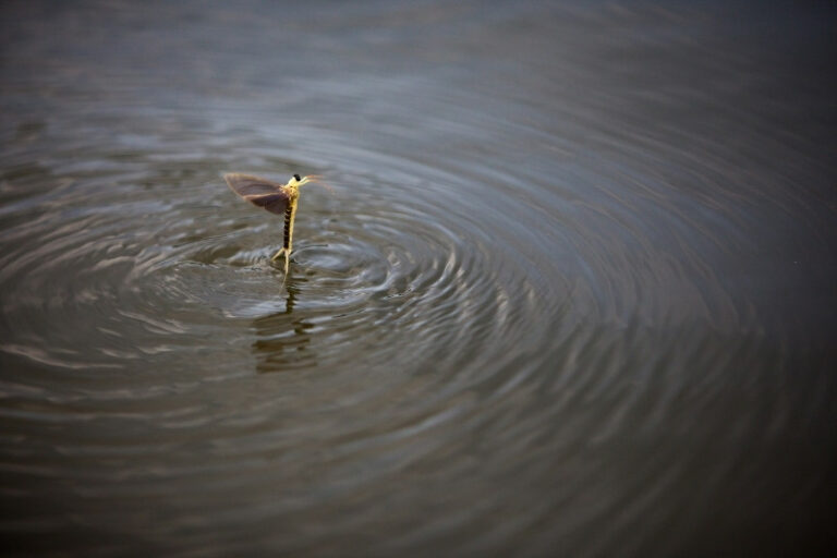 25 Animals That Live In Lakes - Online Field Guide