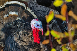 Top 10 Most Forgetful Animals In The World - Online Field Guide