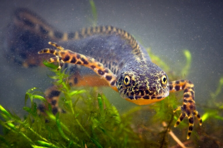 25 Animals That Live In Lakes - Online Field Guide