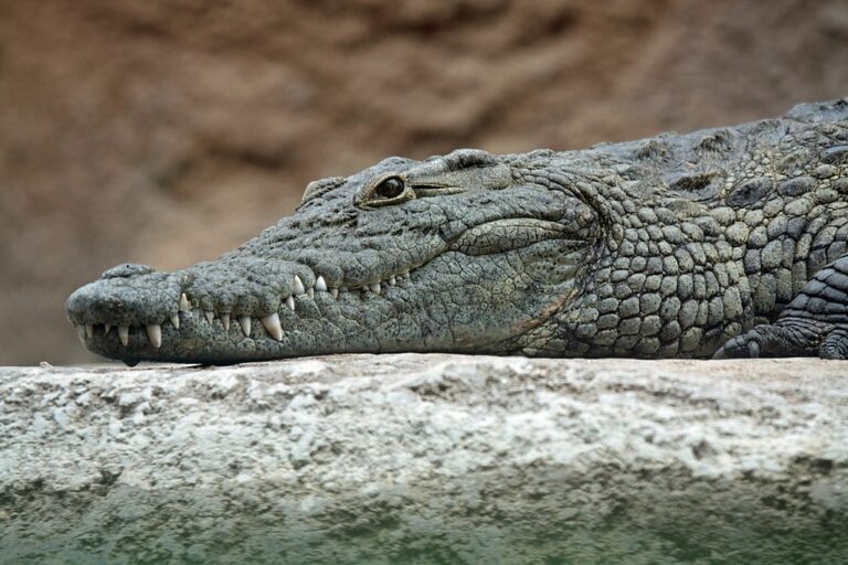 10 Animals Native To Egypt (With Pictures) - Online Field Guide