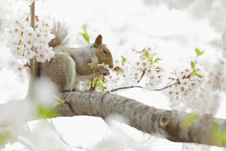 10 Animals That Eat Flowers - Online Field Guide