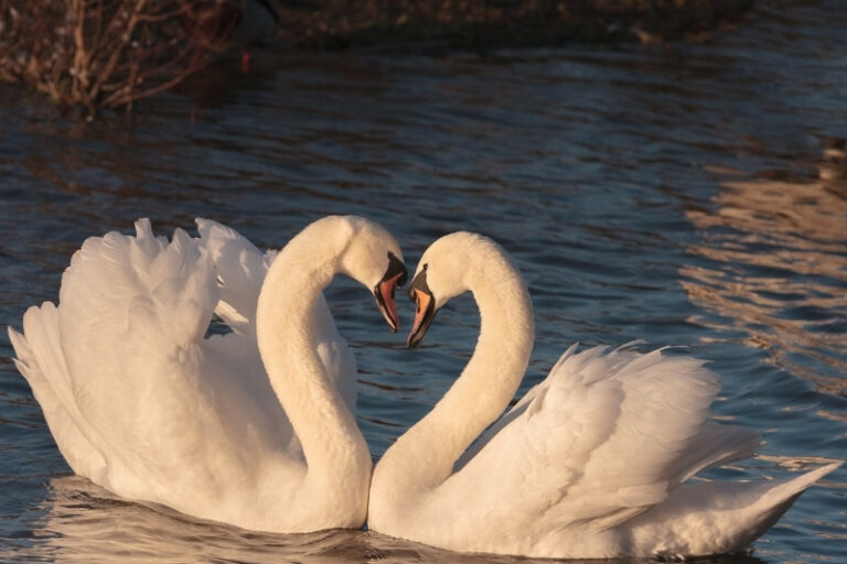 25 Animals That Live In Lakes - Online Field Guide