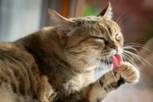 What Are The Cleanest Animals In The World? - Online Field Guide