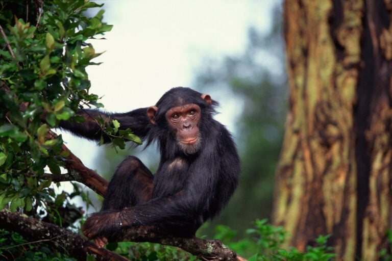 Top 10 Most Forgetful Animals In The World - Online Field Guide