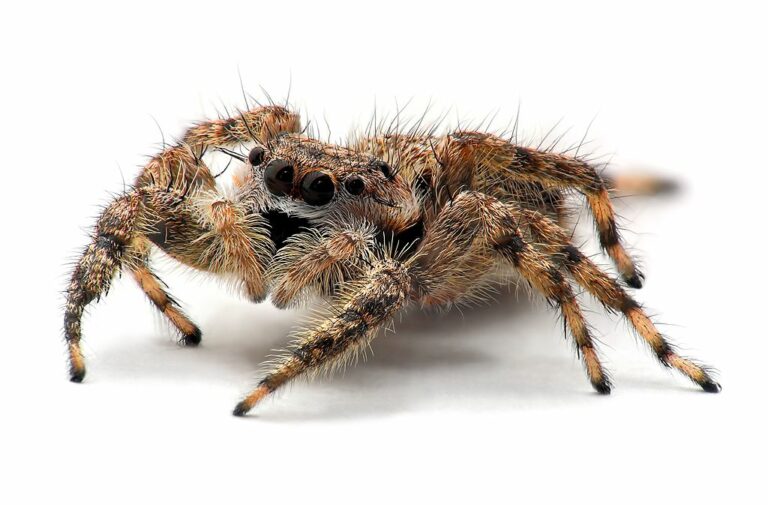 10 Animals That Hop And Jump - Online Field Guide