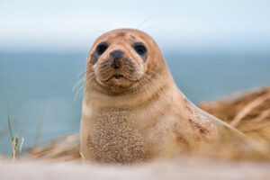 Top 10 Most Forgetful Animals In The World - Online Field Guide