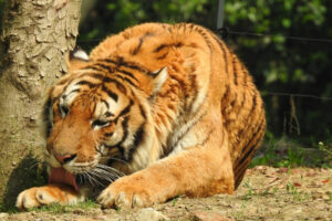 What Are The Cleanest Animals In The World? - Online Field Guide