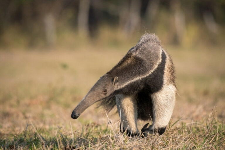 20 Animals With Big Noses (With Pictures) - Online Field Guide