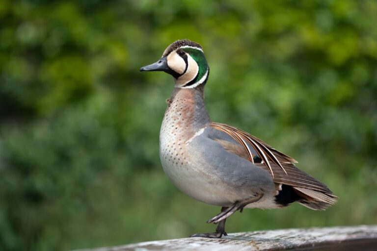 Birds That Start With The Letter B (With Pictures) - Online Field Guide