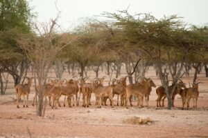 10 Animals Native To Egypt (With Pictures) - Online Field Guide