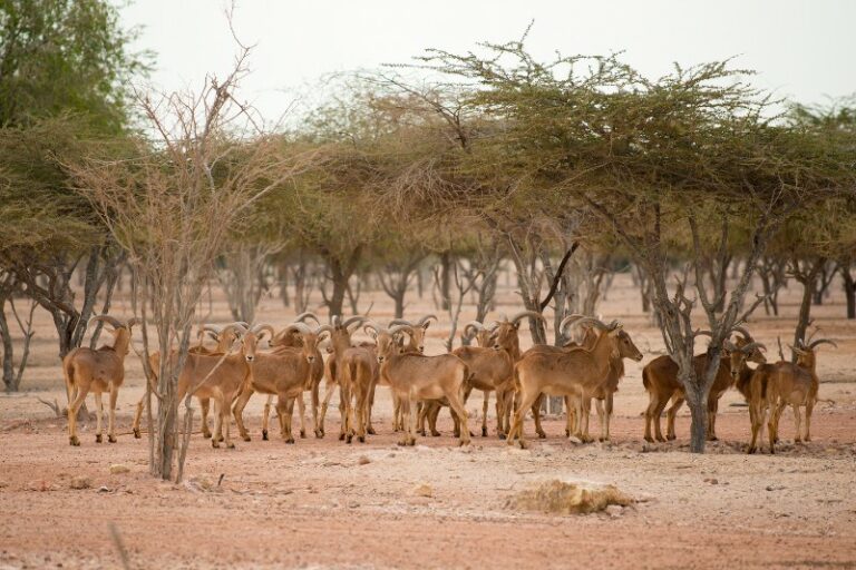 10 Animals Native To Egypt (With Pictures) - Online Field Guide