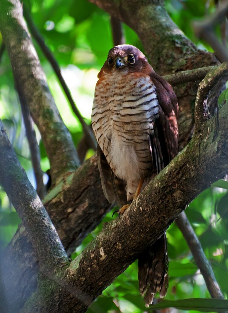 Birds That Start With The Letter B (With Pictures) - Online Field Guide