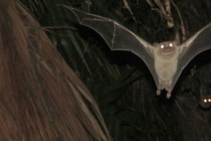 What Animals Make A Screeching Noise At Night? - Online Field Guide