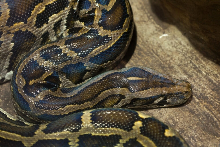 10 Animals In Everglades National Park - Online Field Guide