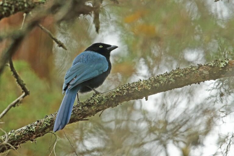 Birds That Start With The Letter B (With Pictures) - Online Field Guide