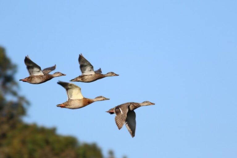 Can Ducks Fly? - Online Field Guide