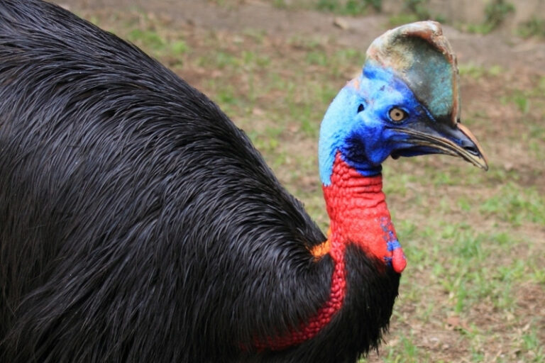 20 Animals With Big Foreheads (With Pictures) - Online Field Guide