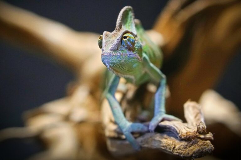 10 Animals With Opposable Thumbs - Online Field Guide