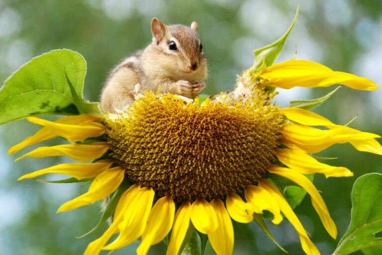 20 Examples of Omnivores (With Pictures) - Online Field Guide