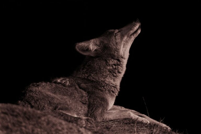 What Animals Make A Screeching Noise At Night? - Online Field Guide