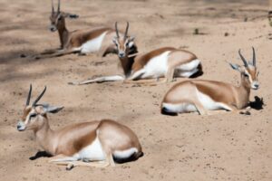 10 Animals Native To Egypt (With Pictures) - Online Field Guide