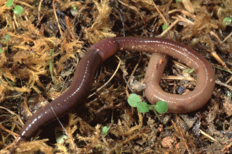 Animals That Start With E (With Pictures) - Online Field Guide