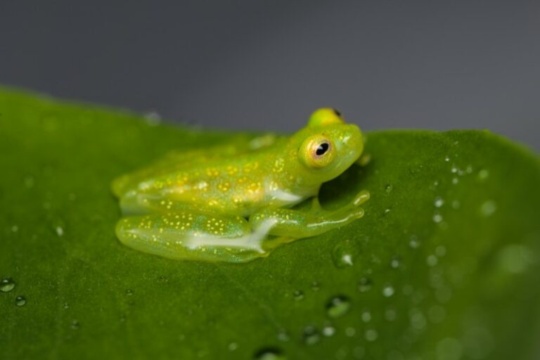 20 Examples of Amphibians (With Pictures) - Online Field Guide