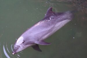 How Do Dolphins Sleep? - Online Field Guide