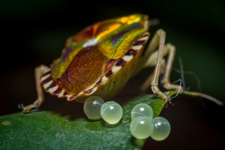 What Animal Lays Eggs and Is Not a Bird? - Online Field Guide