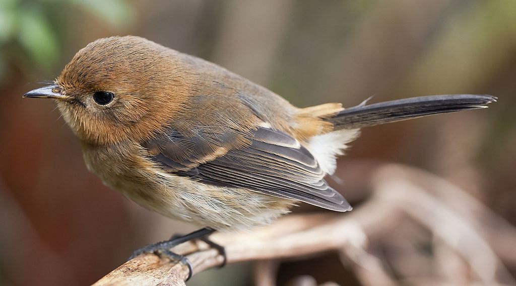 Birds That Start With The Letter K (With Pictures) - Online Field Guide